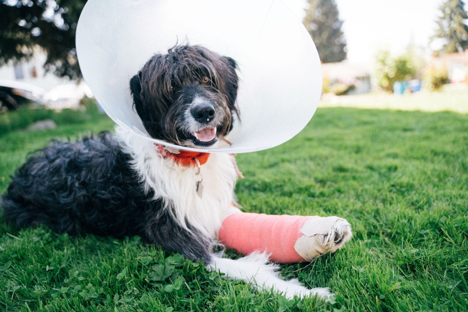 The Most Common Orthopedic Injuries In Dogs | The Vet Gal and Guys